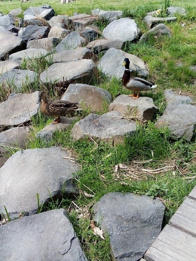 Spring Ducks in park stock image. Image of wildlife - 180293063