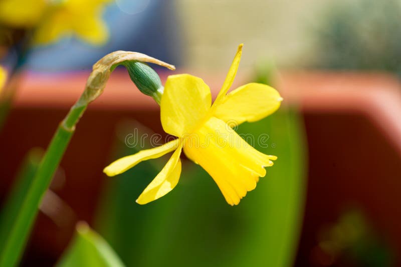 Spring Dwarf Daffodil in Close-Up Stock Image - Image of dwarf, flower ...