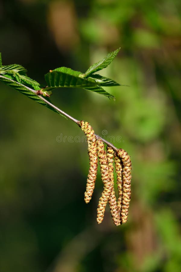 Spring. Earrings Cherry Birch (Betula Lenta) Stock Photo - Image of ...