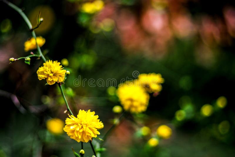 Spring Easter Background with Beautiful Yellow Flowers. Blur Effect ...