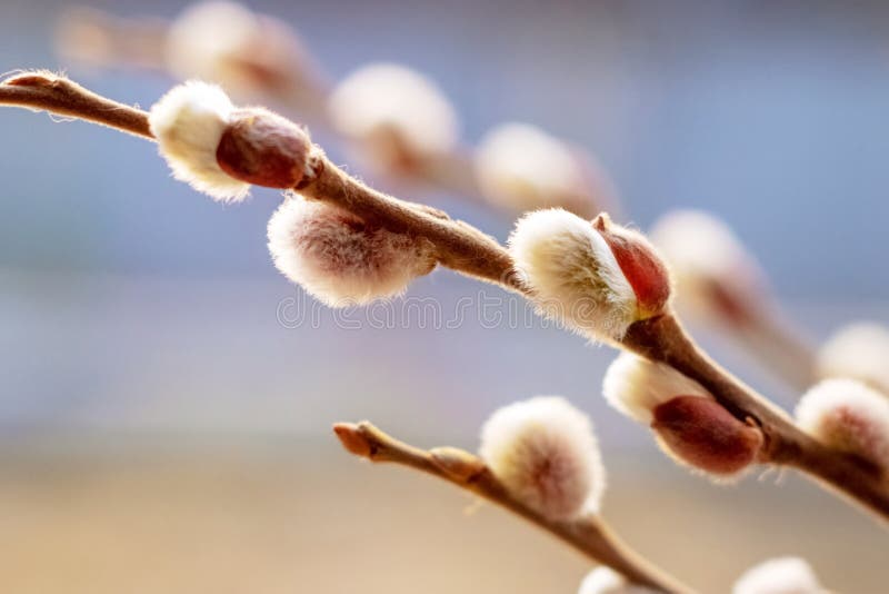 Willow Branches with Catkins in the Forest on a Blurred Background ...