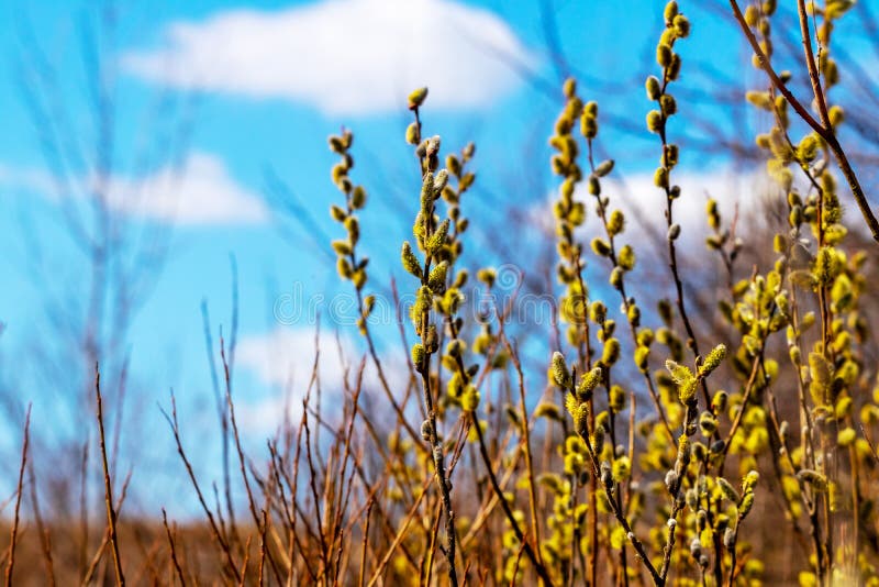 Spring Easter Background with Willow Branches on a Background of Blue ...