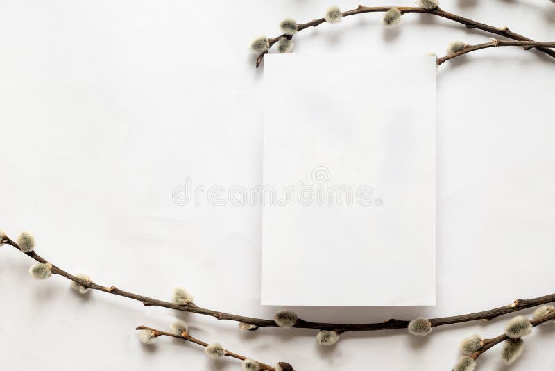 Spring Easter Composition. Blank White Greeting Card, Spring Willow ...