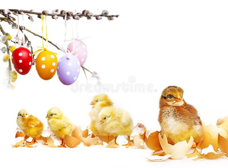 Spring stock photo. Image of grey, catkins, cute, fluffy - 49535714