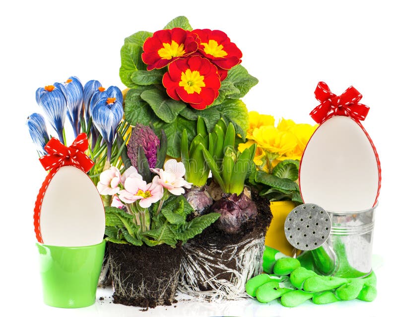 Spring Easter Flowers Composition on White Stock Photo - Image of ...