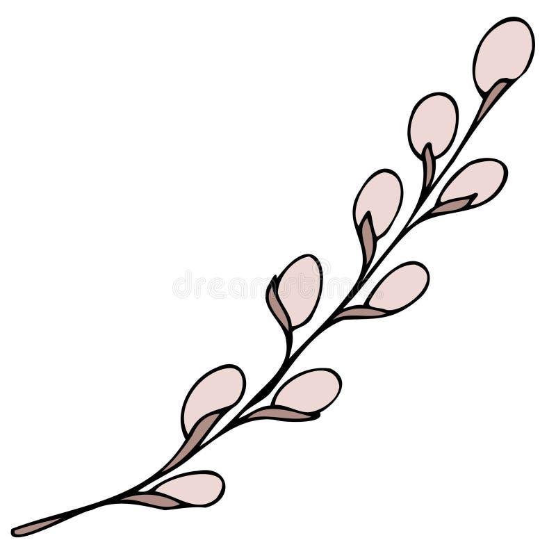 Spring Easter Traditional Fluffy Willow Branches, Beginning of Spring, Vector Color Isolated ...