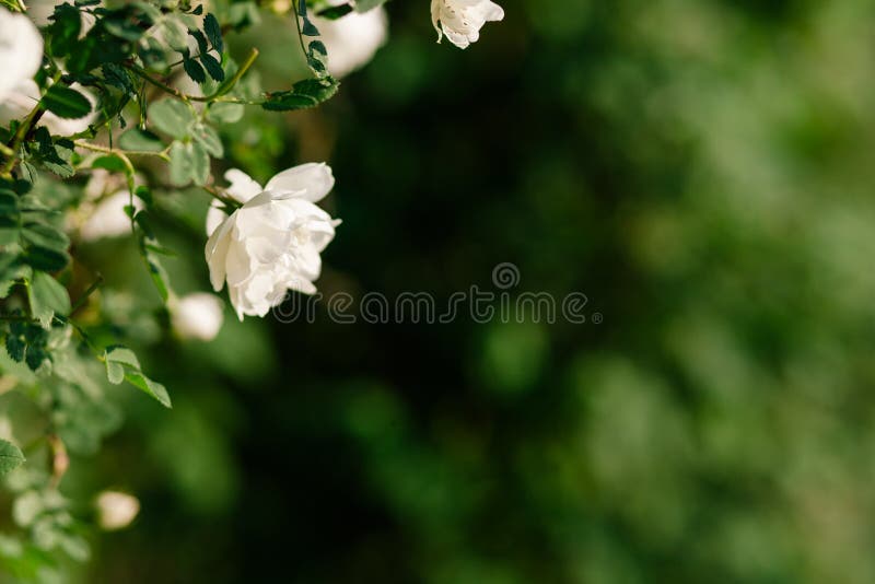 Spring eglantine bloom stock image. Image of springtime - 31272543
