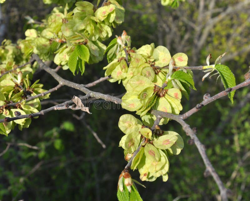 Elm grows in nature stock photo. Image of blossom, fruit - 253159248
