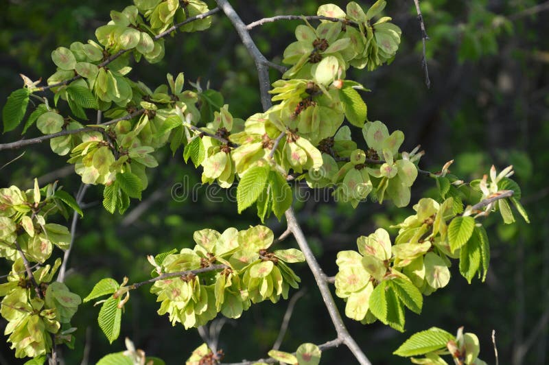 Elm grows in nature stock photo. Image of glabra, brown - 253159264