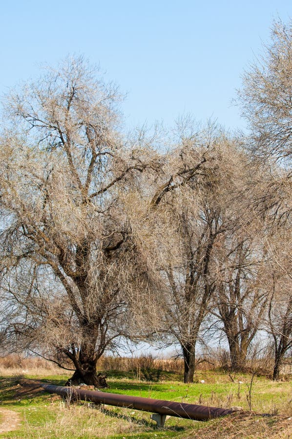 Spring elm stock photo. Image of leaves, background - 122728692