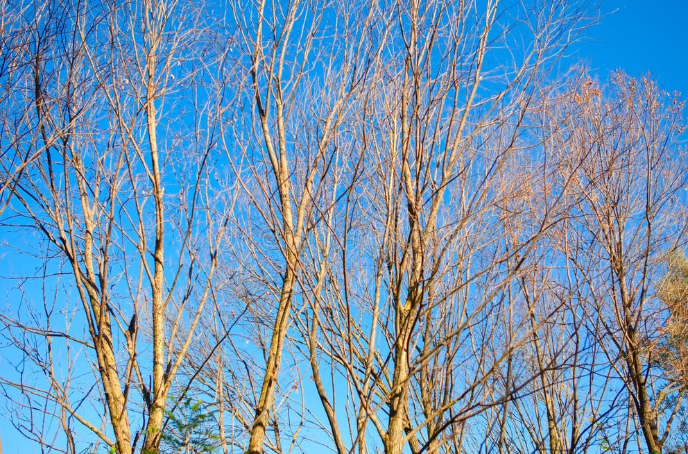 Spring empty trees stock image. Image of color, park - 196599979