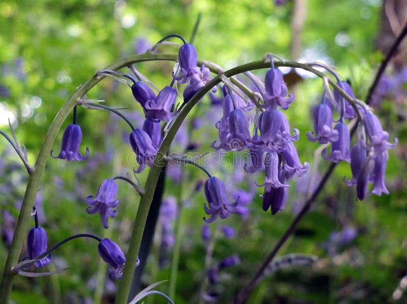 Spring English Bluebells Close Up Stock Photo - Image of nature ...