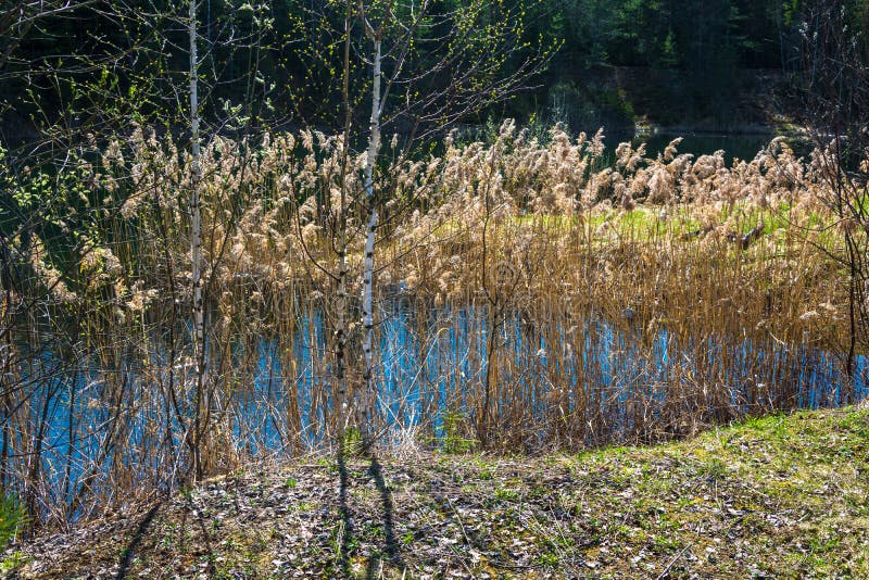 742 Birch Cane Stock Photos - Free & Royalty-Free Stock Photos from ...