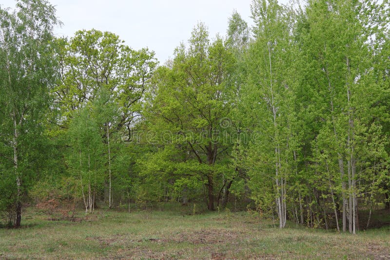 Spring, European forest stock image. Image of trees - 229657345