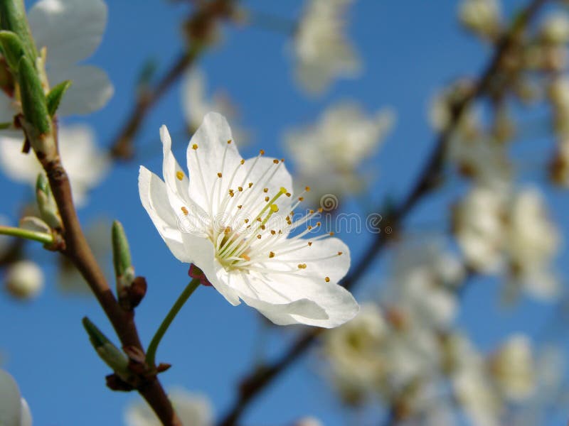 Spring evening stock photo. Image of bright, environment - 14022136