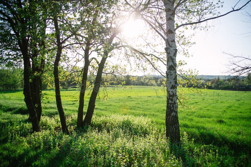 Spring Evening Landscape on the Field in the Rays of the Evening Sun ...