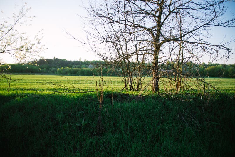 Spring Evening Landscape on the Field in the Rays of the Evening Sun ...