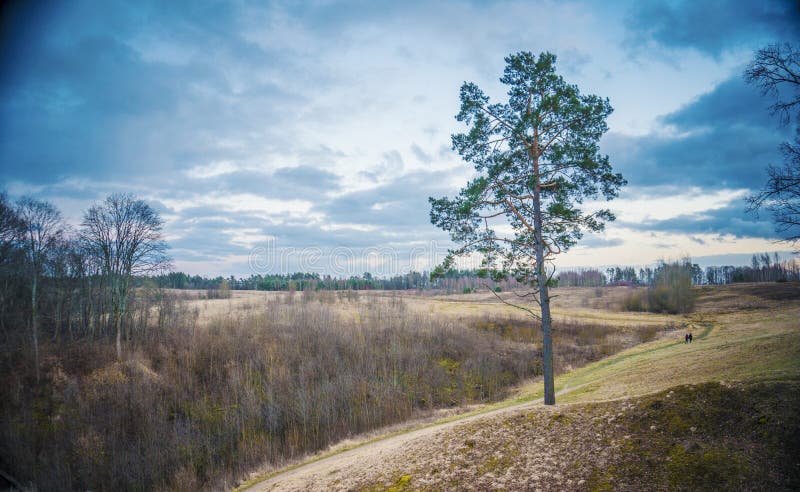 Spring Evening Sky Landscape with a Pine Tree and a Couple Walking in ...