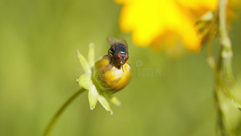 Spring insect stock video. Video of animal, blossom - 281349869