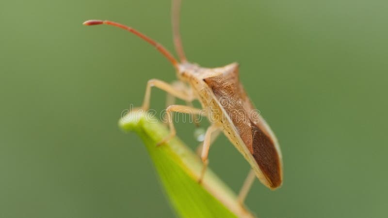 Spring insect stock footage. Video of asteraceae, blossom - 281350248