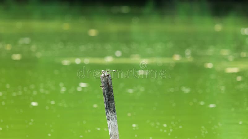 Spring insect stock video. Video of plant, insect, animal - 281350665