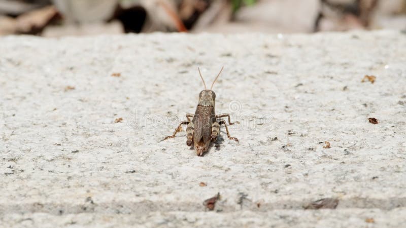 Spring insect stock video. Video of animal, blossom - 281349869