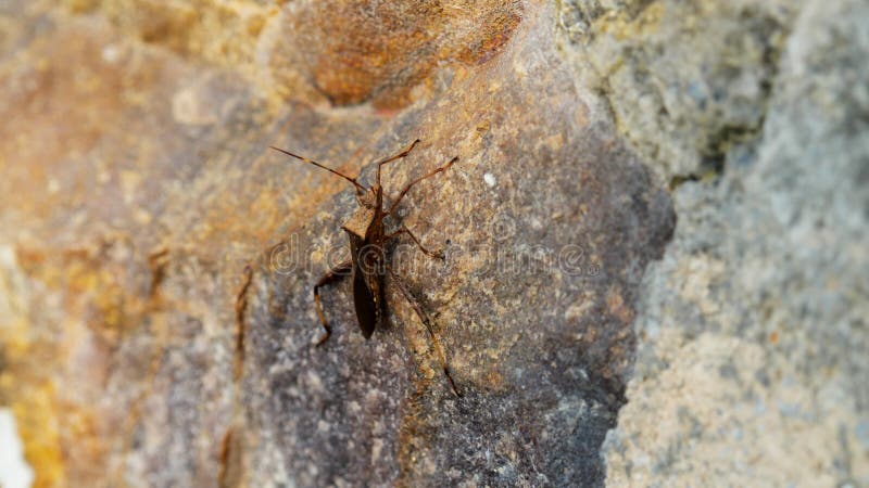 Spring insect stock footage. Video of plant, asteraceae - 281350756
