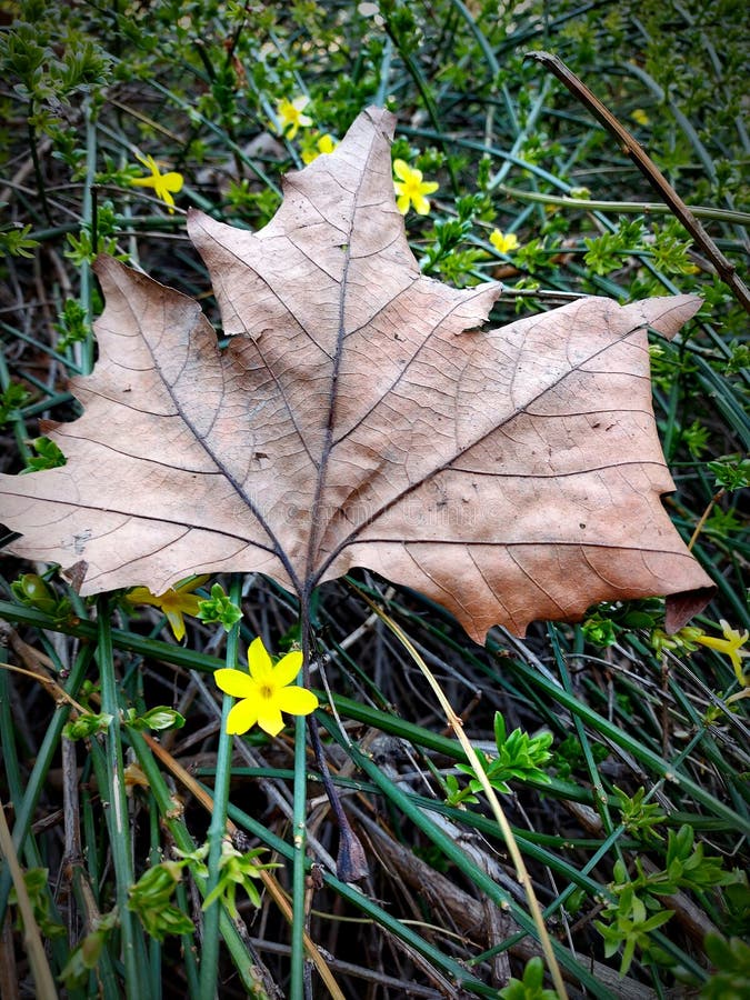 Spring to Fall stock photo. Image of green, leaf, fall - 372862