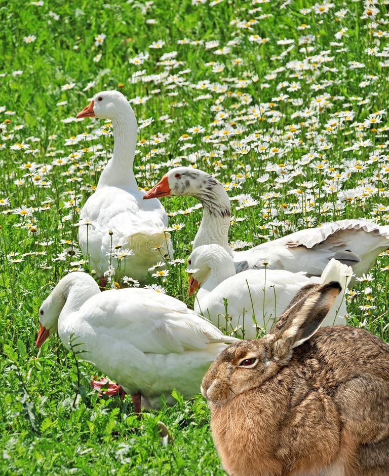 43,078 Spring Farm Animals Stock Photos - Free & Royalty-Free Stock ...