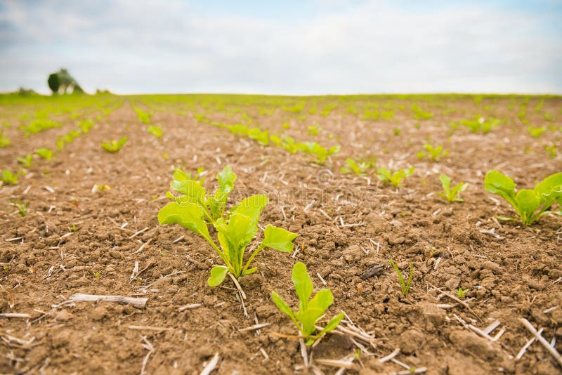 Spring farm field view stock image. Image of field, plant - 24774943