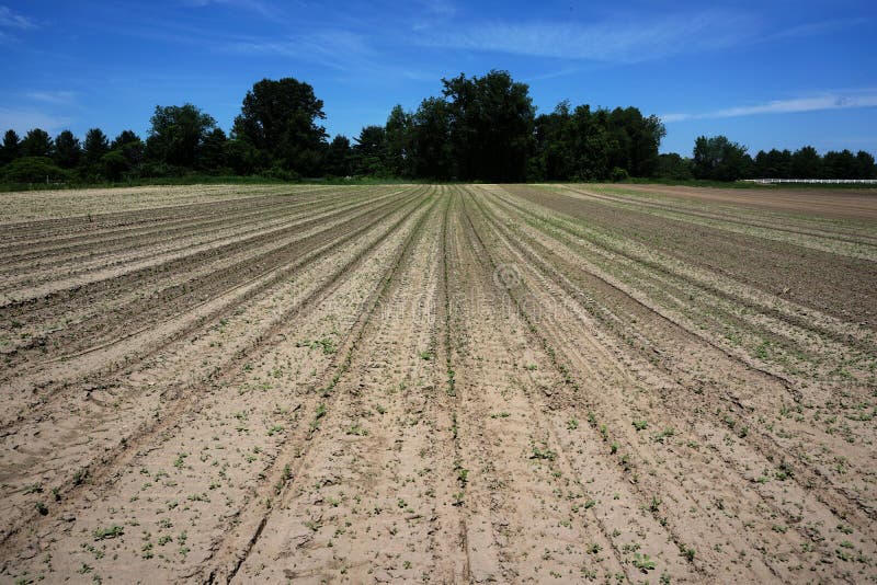 Spring farm field stock photo. Image of farming, spring - 60877910
