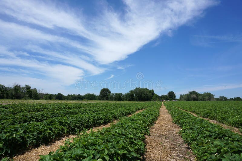 Spring farm field stock image. Image of growing, green - 62660117