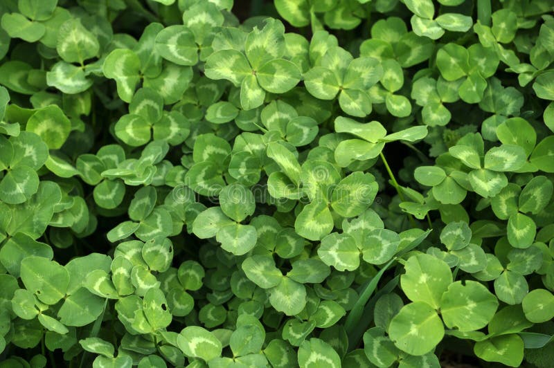 Closeup Of Clover Growing In Field Stock Photo - Image of foliage, luck ...