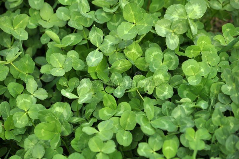 In The Spring Field Young Clover Grows Stock Image - Image of forage ...