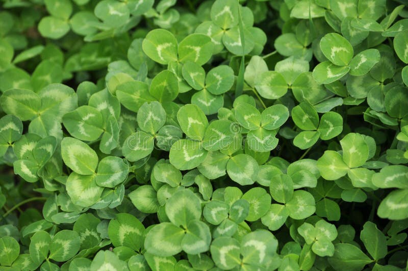 The Red Clover Grows in the Meadow Stock Image - Image of blossom, leaf ...