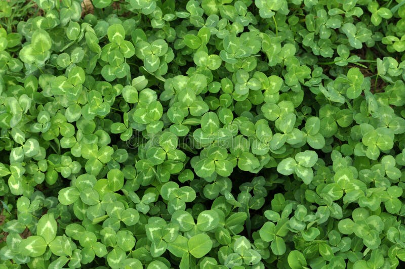 The Red Clover Grows in the Meadow Stock Image - Image of blossom, leaf ...