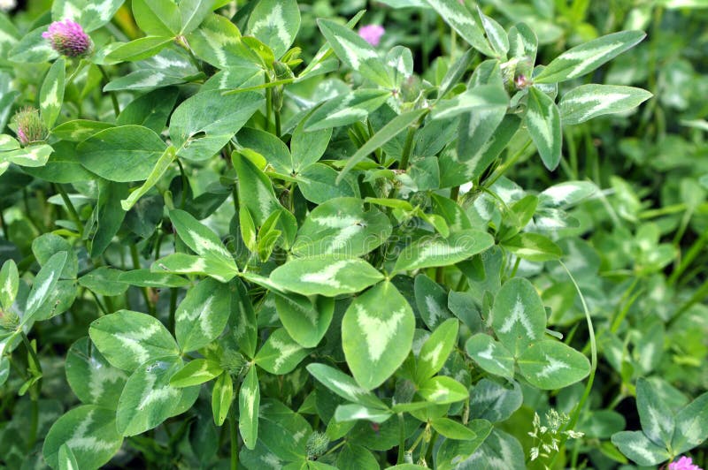The Red Clover Grows in the Meadow Stock Image - Image of blossom, leaf ...