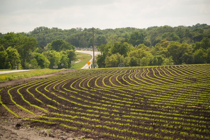 Spring Farming Crop Starting Rows Stock Photo - Image of starting ...