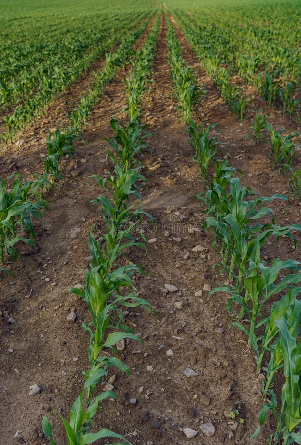 Spring Farmland on Which Young Corn Grows Stock Photo - Image of ...
