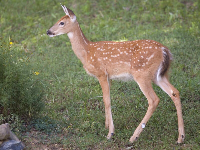 Spring fawn stock image. Image of whitetail, grass, wildlife - 7224463