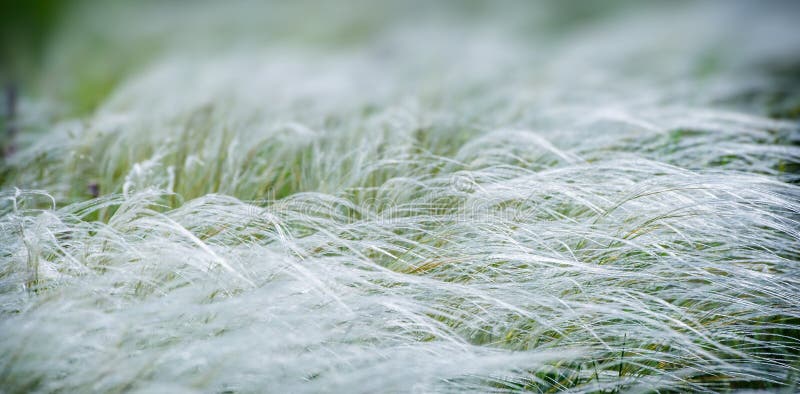 Spring Feather Grass Waving in the Field. Web Banner Stock Photo ...