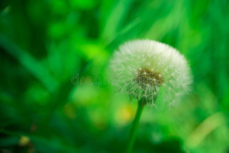 Spring features stock photo. Image of green, spring - 146753670