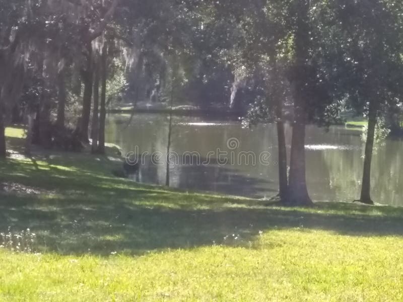 Spring Fed Lake in Central Florida Stock Image - Image of florida ...