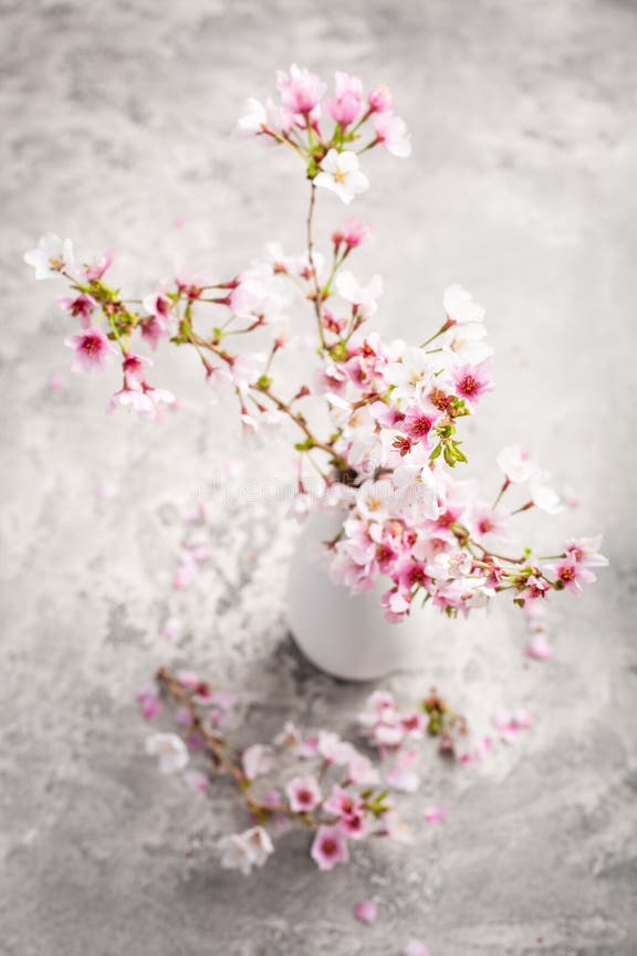 Spring Feeling - Cherry Blossom Branch on Kitchen Table Stock Image ...