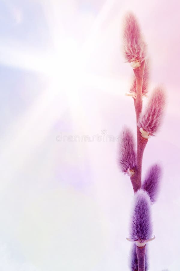 Spring Feeling Nature Background with Willow Branches and Furry Catkin ...