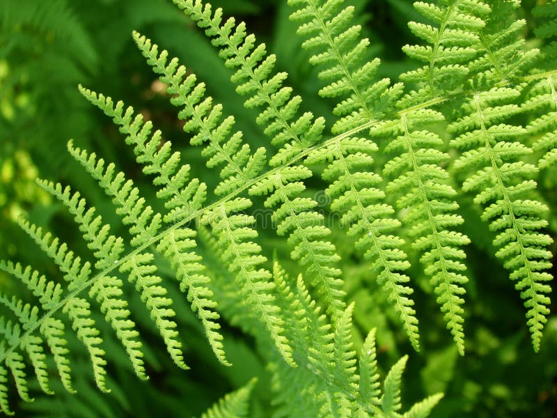 Spring Fern stock image. Image of close, green, leaf, pattern - 5548987