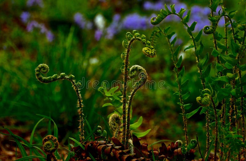 Spring Fern stock photo. Image of unfurling, fern, life - 41106602