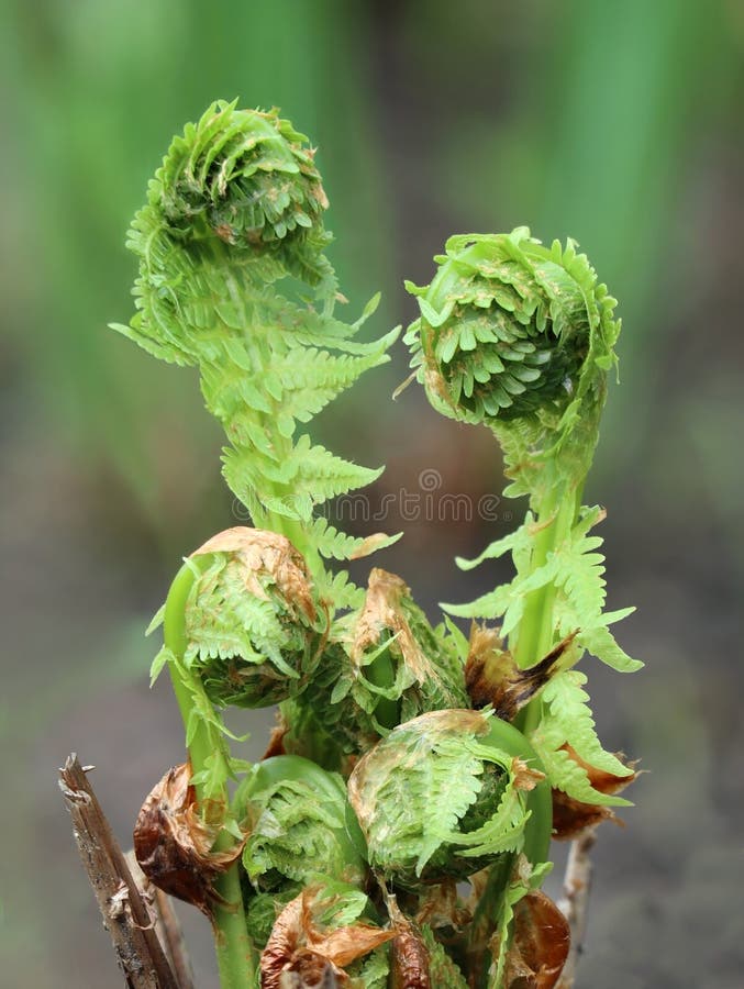 Spring fern sprouts stock image. Image of green, background - 374249375