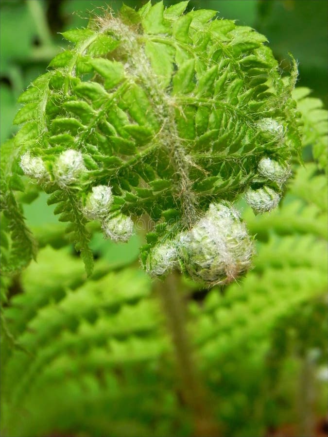 Spring fern stock image. Image of nature, leaf, growth - 30639691
