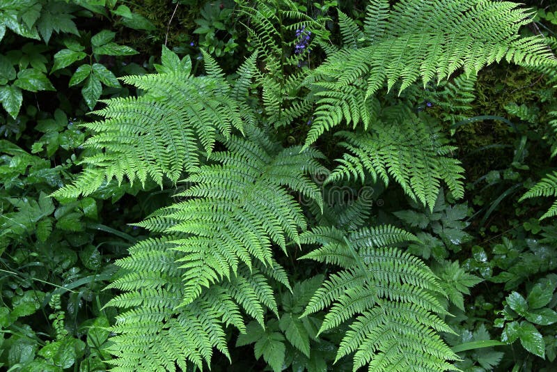 Spring ferns in the forest stock image. Image of macro - 101352957